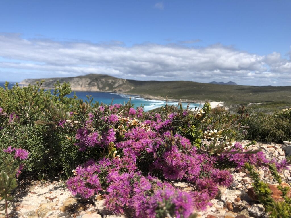 7 Day Southern WA Wildflower Tour | Luxury Outback Tours